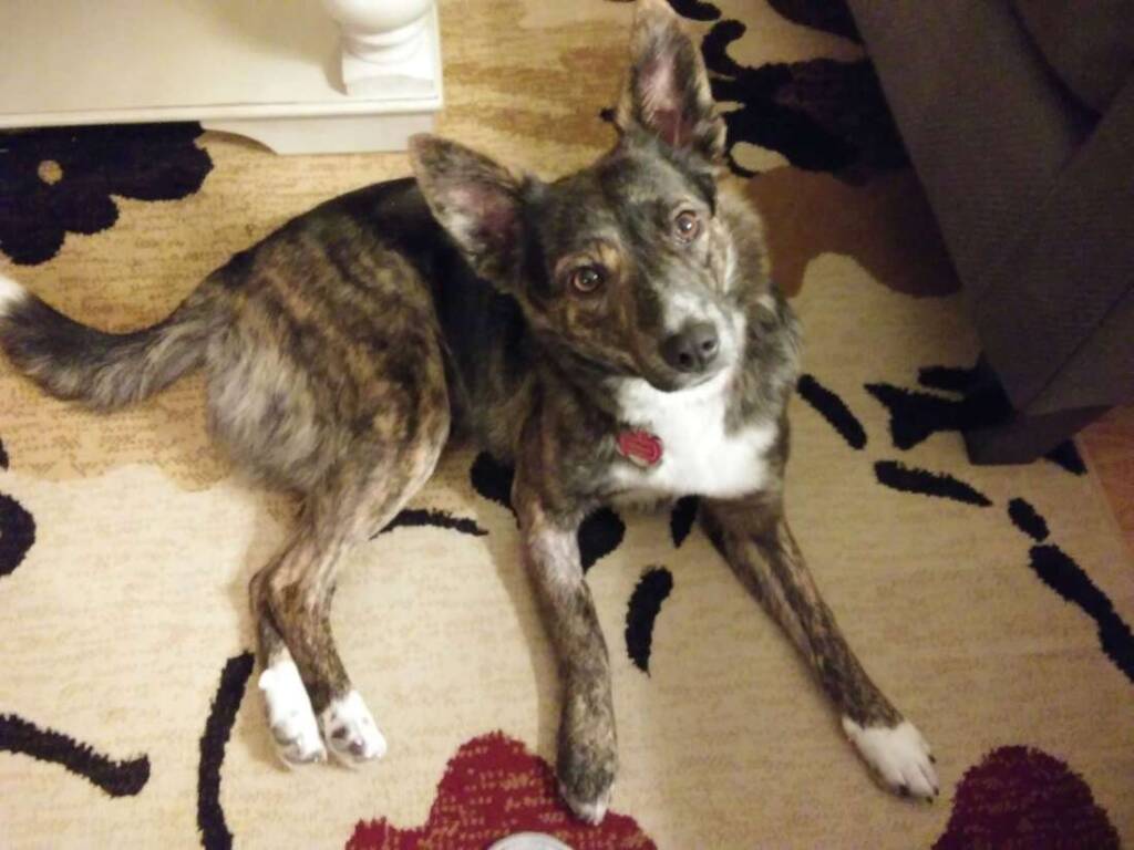 Teagan Lookn Up | Re-Home Your Pets