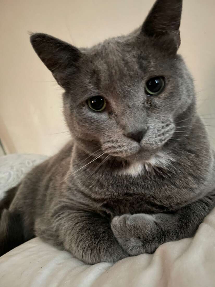 Graby | Re-Home Your Pets