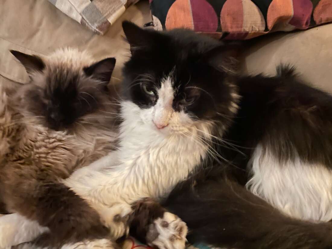 Tippy Toes and Hudson | Re-Home Your Pets