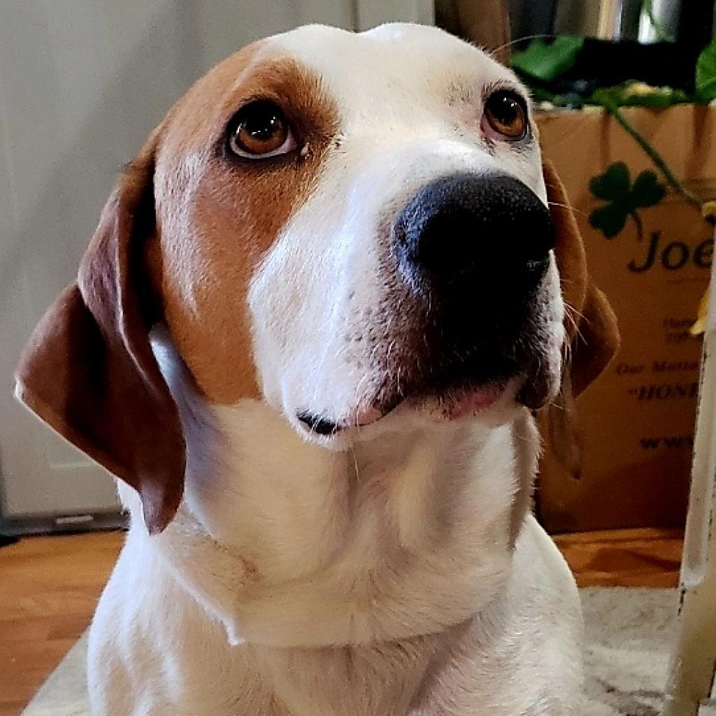 Adoptable Pets | Re-Home Your Pets