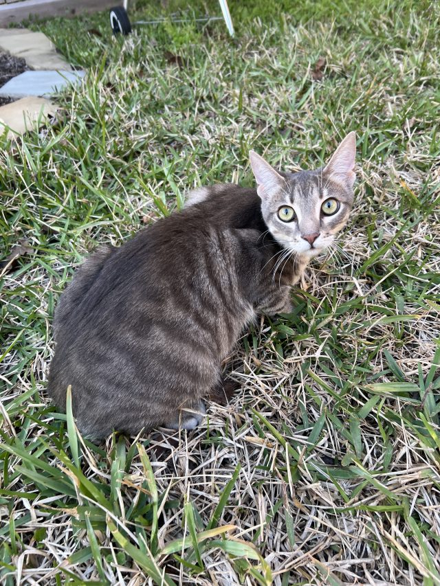 Ash – Houston, TX | Re-Home Your Pets